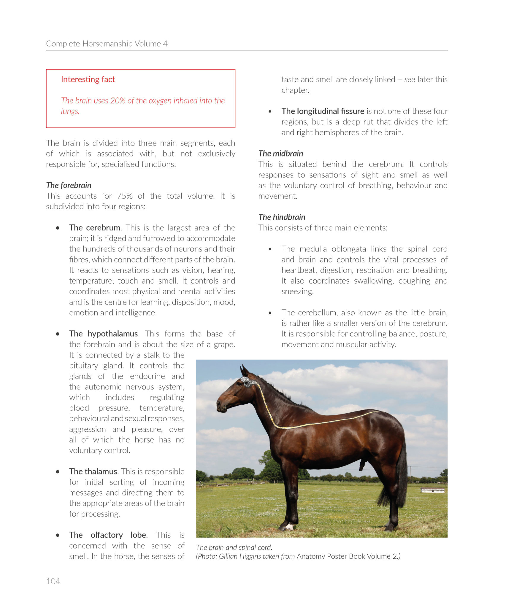 BHS Complete Horsemanship: Volume 4 - Quiller Publishing